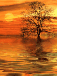 Tree GIFs - Get the best gif on GIFER