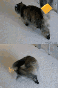 Sticky GIFs - Get the best gif on GIFER