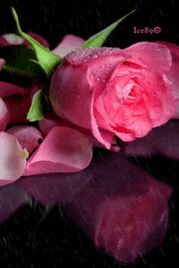 Roses GIFs - Get the best gif on GIFER