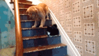 Cuenta GIFs - Get the best gif on GIFER