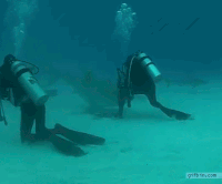Scuba diving GIFs - Get the best gif on GIFER