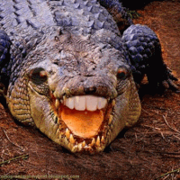 Crocodile GIFs - Get the best gif on GIFER