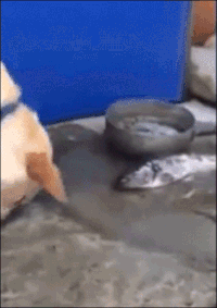 Save GIFs - Get the best gif on GIFER
