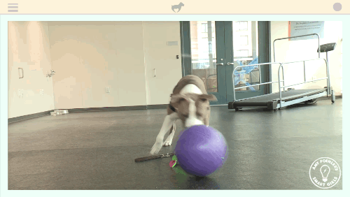 Pit mix GIF - Conseguir o melhor gif em GIFER