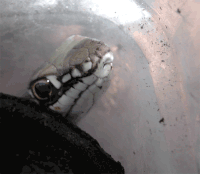 Serpiente GIFs - Get the best gif on GIFER