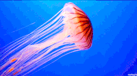 Float GIFs - Get the best gif on GIFER