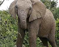 Elephant GIFs - Get the best gif on GIFER