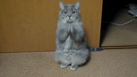 Persuasive GIFs - Get the best gif on GIFER