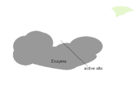 Enzyme GIFs - Get the best gif on GIFER