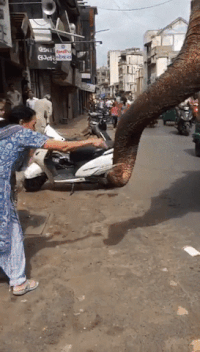 Trunk GIFs - Get the best gif on GIFER