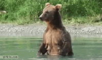 Salmon GIFs - Get the best gif on GIFER