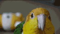 Parrot GIFs - Get the best gif on GIFER