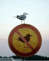 Seagulls GIFs - Get the best gif on GIFER