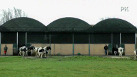 Cow GIFs - Get the best gif on GIFER