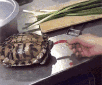 Turtle GIFs - Get the best gif on GIFER