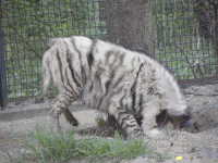 Logging GIFs - Get the best gif on GIFER