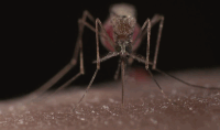 Mosquitos GIFs - Get the best gif on GIFER