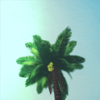 Palm GIFs - Get the best gif on GIFER