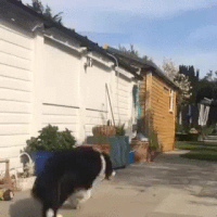 Border collie GIFs - Get the best gif on GIFER