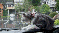 Windshield GIFs - Get the best gif on GIFER