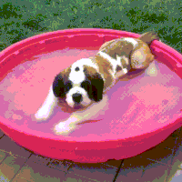 Piscina GIFs - Get the best gif on GIFER