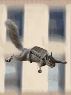 Squirrels гифки, анимированные GIF изображения squirrels - скачать гиф ...
