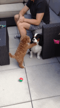 Memy GIFs - Get the best gif on GIFER