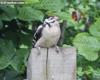 Woodpecker GIFs - Get the best gif on GIFER