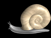 Snail GIFs - Get the best gif on GIFER