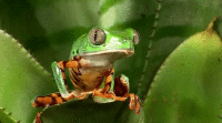 Frogs GIFs - Get the best gif on GIFER