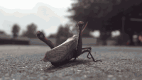 Grasshoppers GIFs - Get the best gif on GIFER