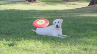 Labrador retriever GIF - Conseguir o melhor gif em GIFER