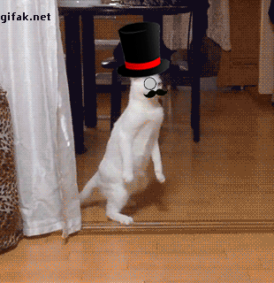 Fancy GIFs - Get the best gif on GIFER