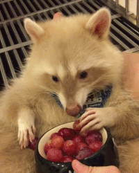 Grape GIFs - Get the best gif on GIFER