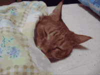 Blanket GIFs - Get the best gif on GIFER