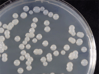 Bacteria GIFs - Get the best gif on GIFER