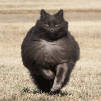 Bonus GIFs - Get the best gif on GIFER