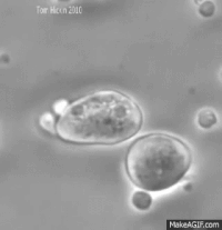Cells GIFs - Get the best gif on GIFER