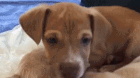 Snoozing GIFs - Get the best gif on GIFER