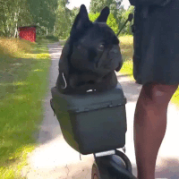 Chimpanzee Riding On A Segway Gif