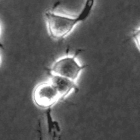 Neuron GIFs - Get the best gif on GIFER