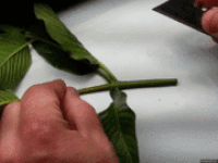 Cloning GIFs - Get the best gif on GIFER