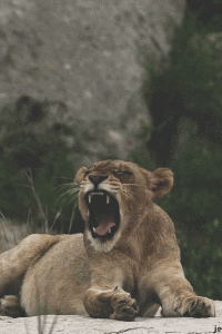 Roar GIFs - Get the best gif on GIFER
