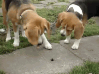 Beagle GIFs - Get the best gif on GIFER