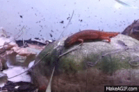 Licks GIF - Conseguir o melhor gif em GIFER