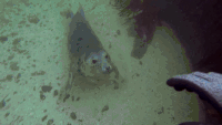 Seal of approval GIFs - Get the best gif on GIFER