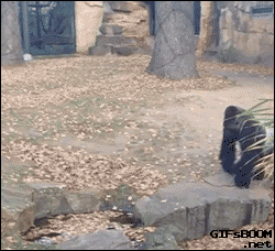 Feces GIFs - Get the best gif on GIFER