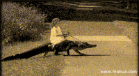 Alligator GIFs - Get the best gif on GIFER