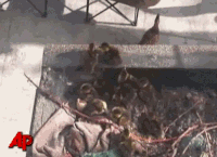 Ducklings GIFs - Get the best gif on GIFER