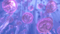 Jellyfish GIFs - Get the best gif on GIFER